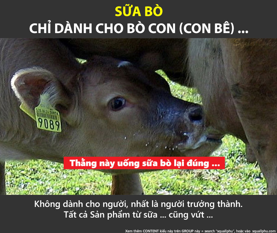 Tại sao sữa bò chỉ là thức uống dành cho bê con, không dành cho người ...